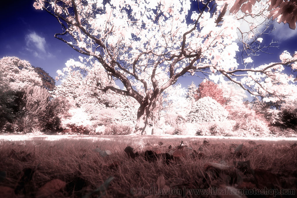 Owax Color Infrared Film